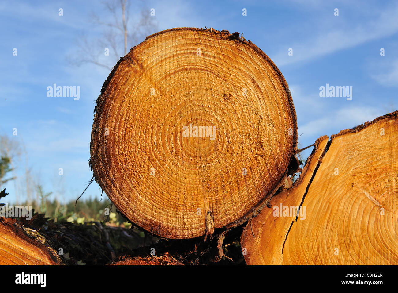 Freshly-sawn end of felled pine tree showing growth rings, center, and ...