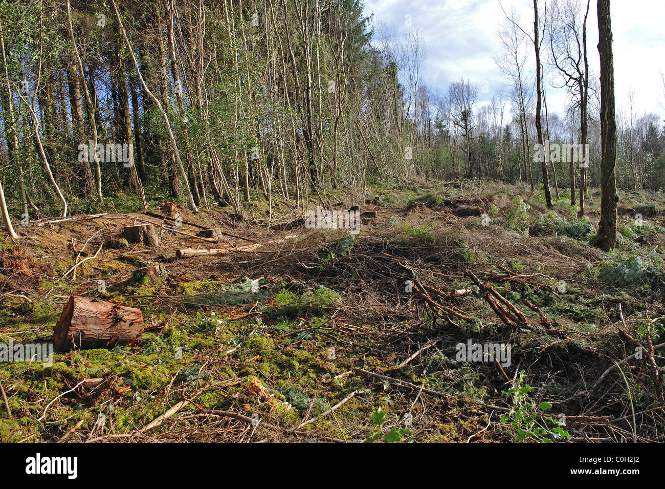 Spruce Timber Logging in the forest Stock Photo - Alamy