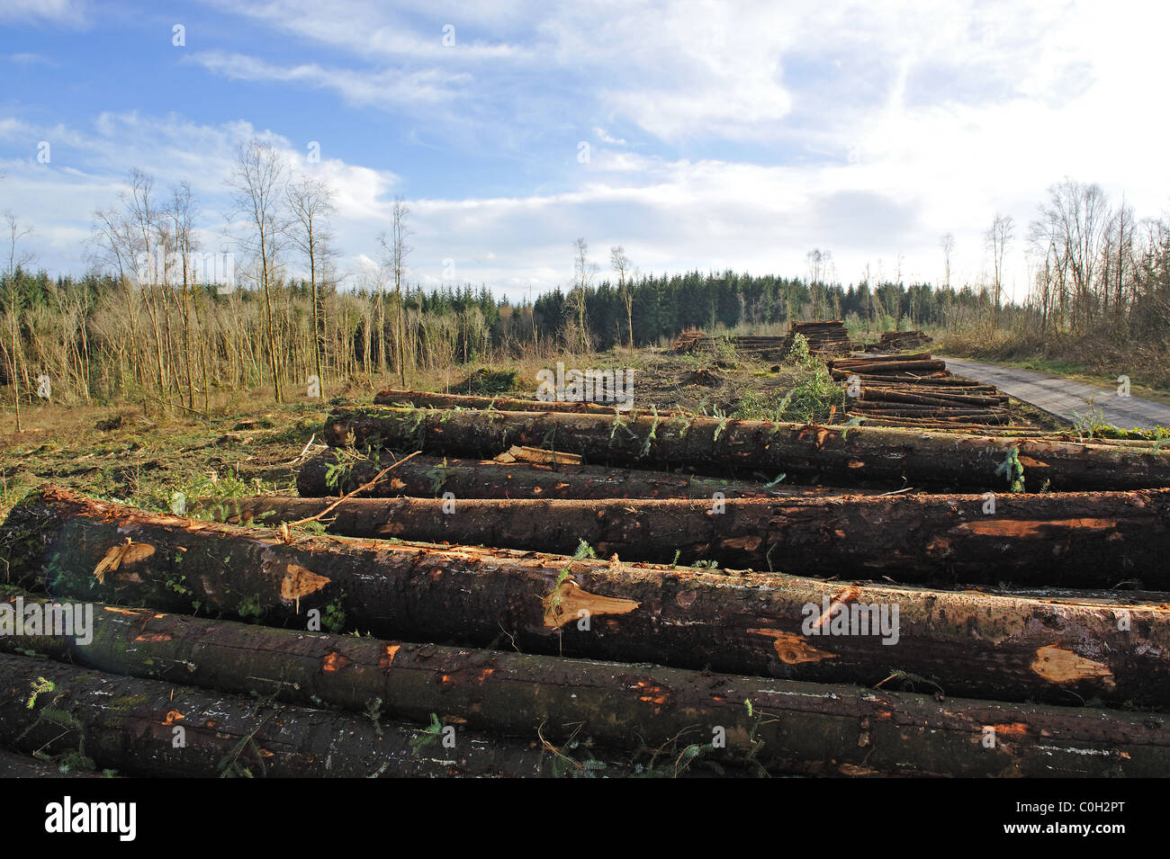 Spruce Timber Logging in the forest Stock Photo - Alamy