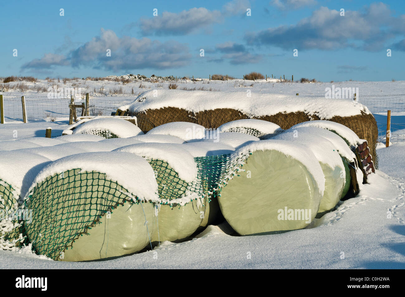 dh Hay bales ANIMAL FEED UK Orkney animal fodder hays bales snow Stock ...