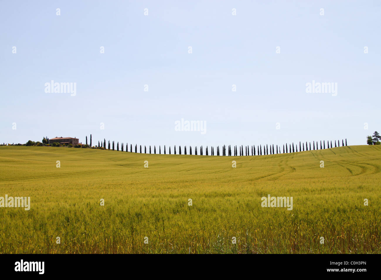 A line of Cypress trees, Tuscany, Italy Stock Photo - Alamy