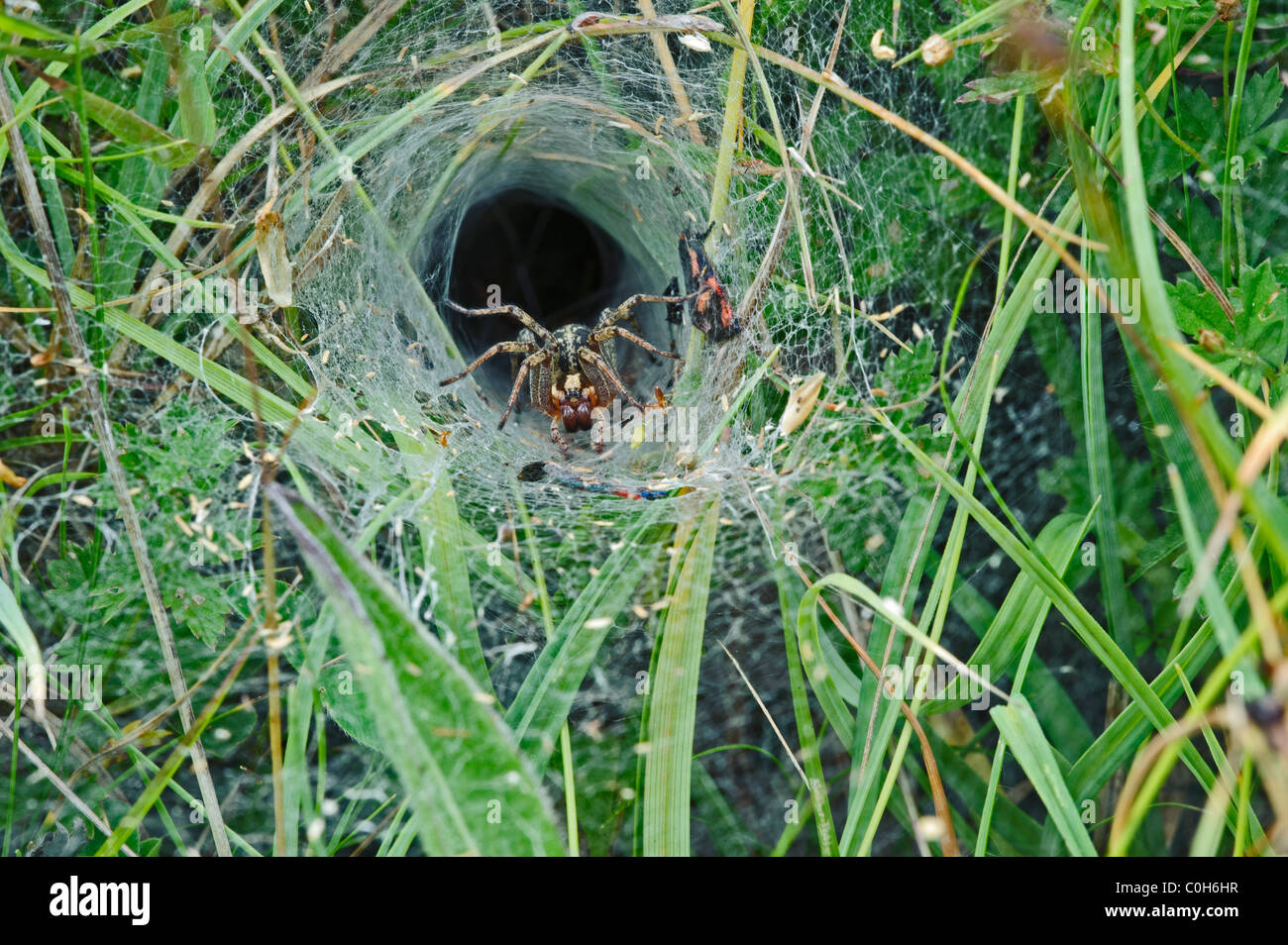 Sheet Web Spider (Agelena labyrinthica), in web Stock Photo - Alamy