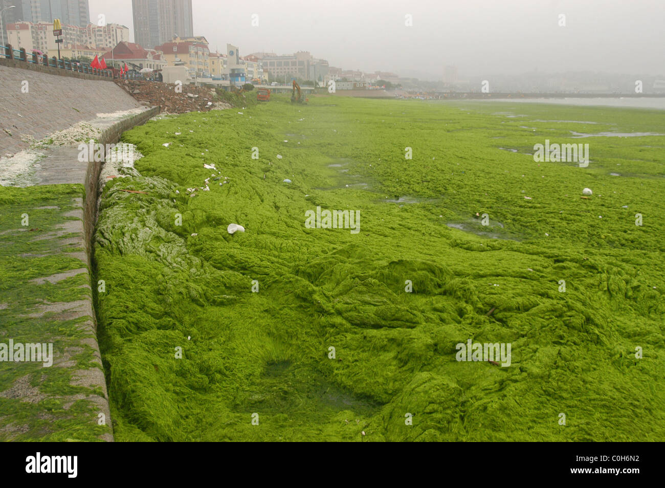 QINGDAO, CHINA - JULY 1, 2008: (CHINA OUT) A bright green covering of ...