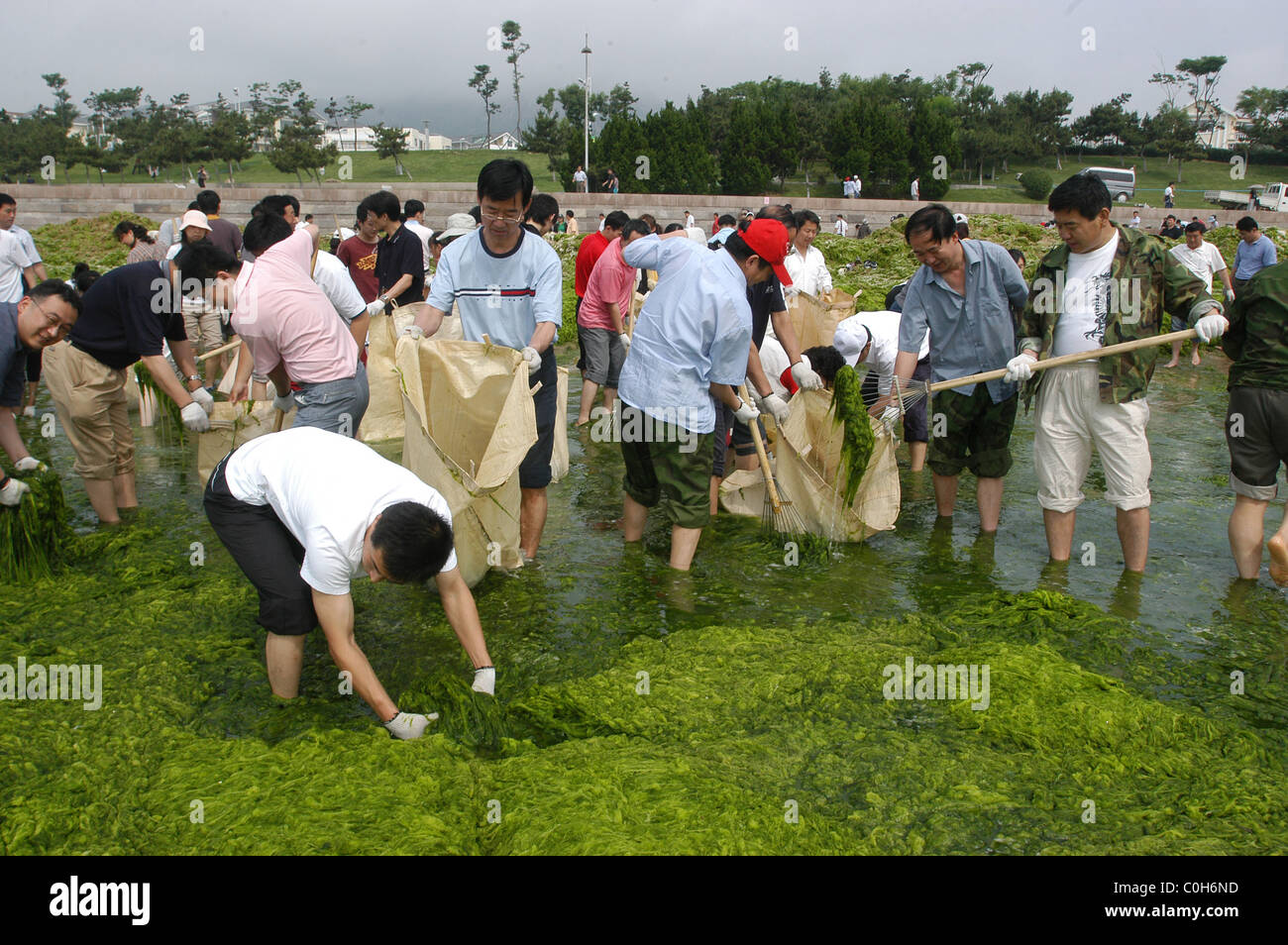 Algae clean up china hi-res stock photography and images - Alamy