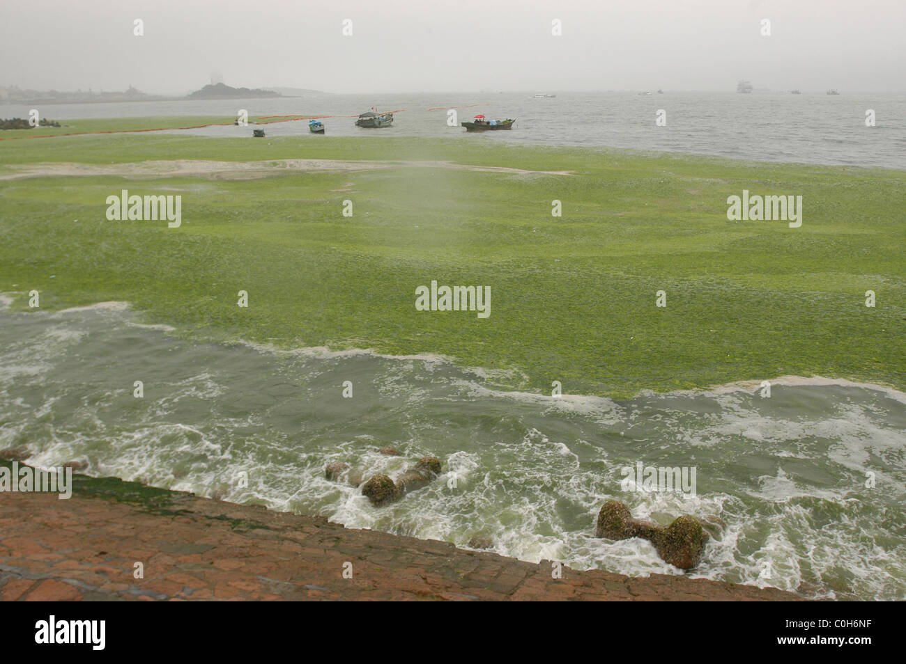 Algae qingdao hi-res stock photography and images - Alamy