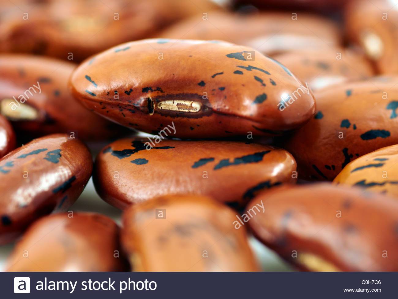 Bean Pods Seeds High Resolution Stock Photography and Images - Alamy
