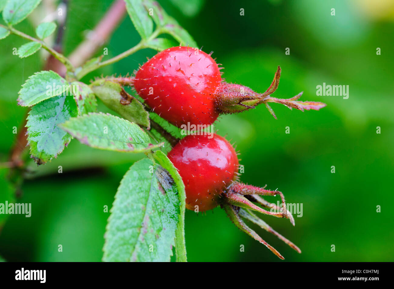 Green spiky fruits hi-res stock photography and images - Alamy