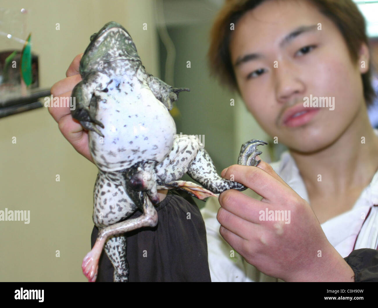 SIX-LEGGED BULLFROG This six-legged bullfrog has become something of a ...