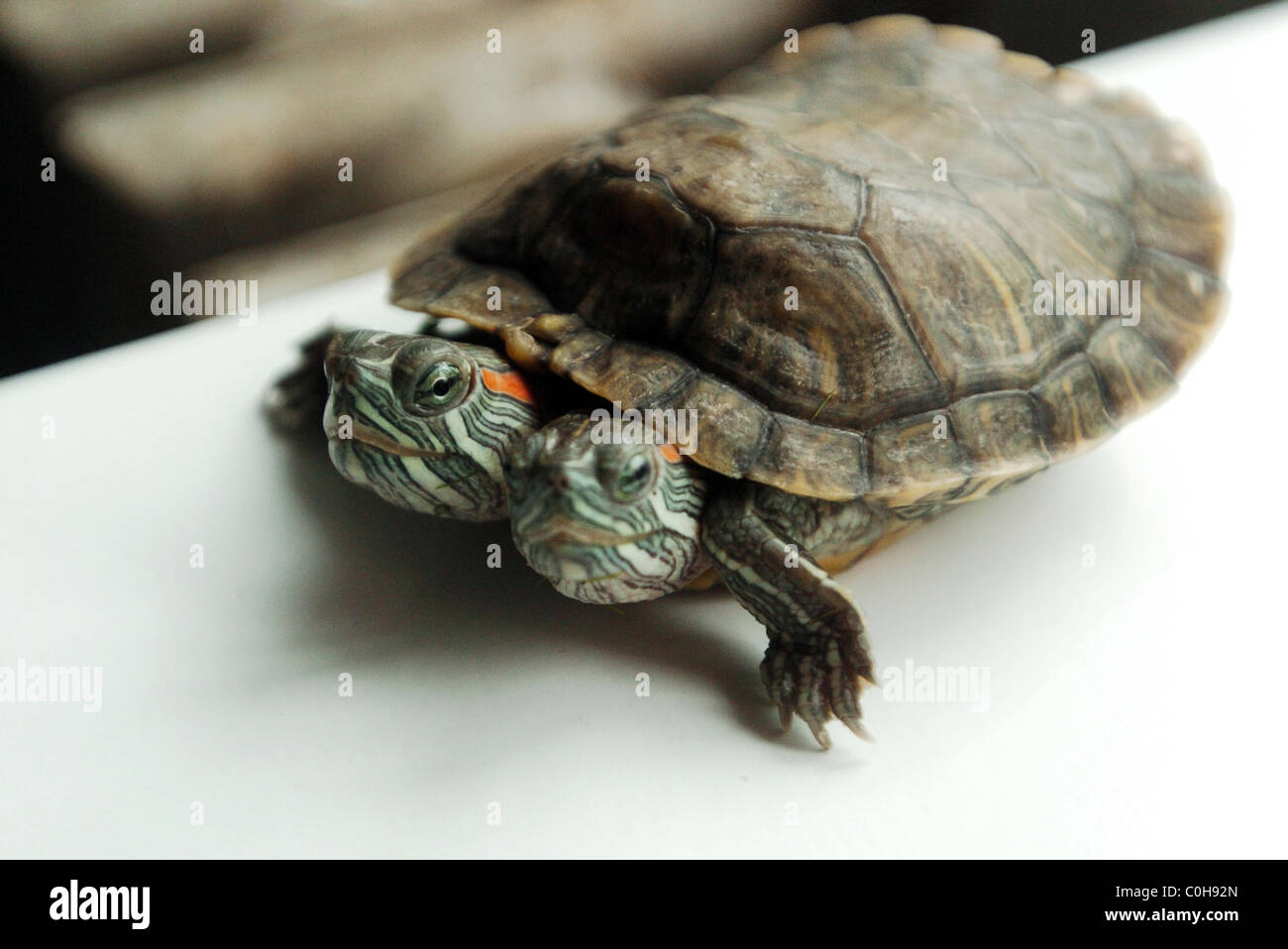TWO HEADS ARE BETTER THAN ONE FOR TORTOISE Two-headed tortoises are a ...