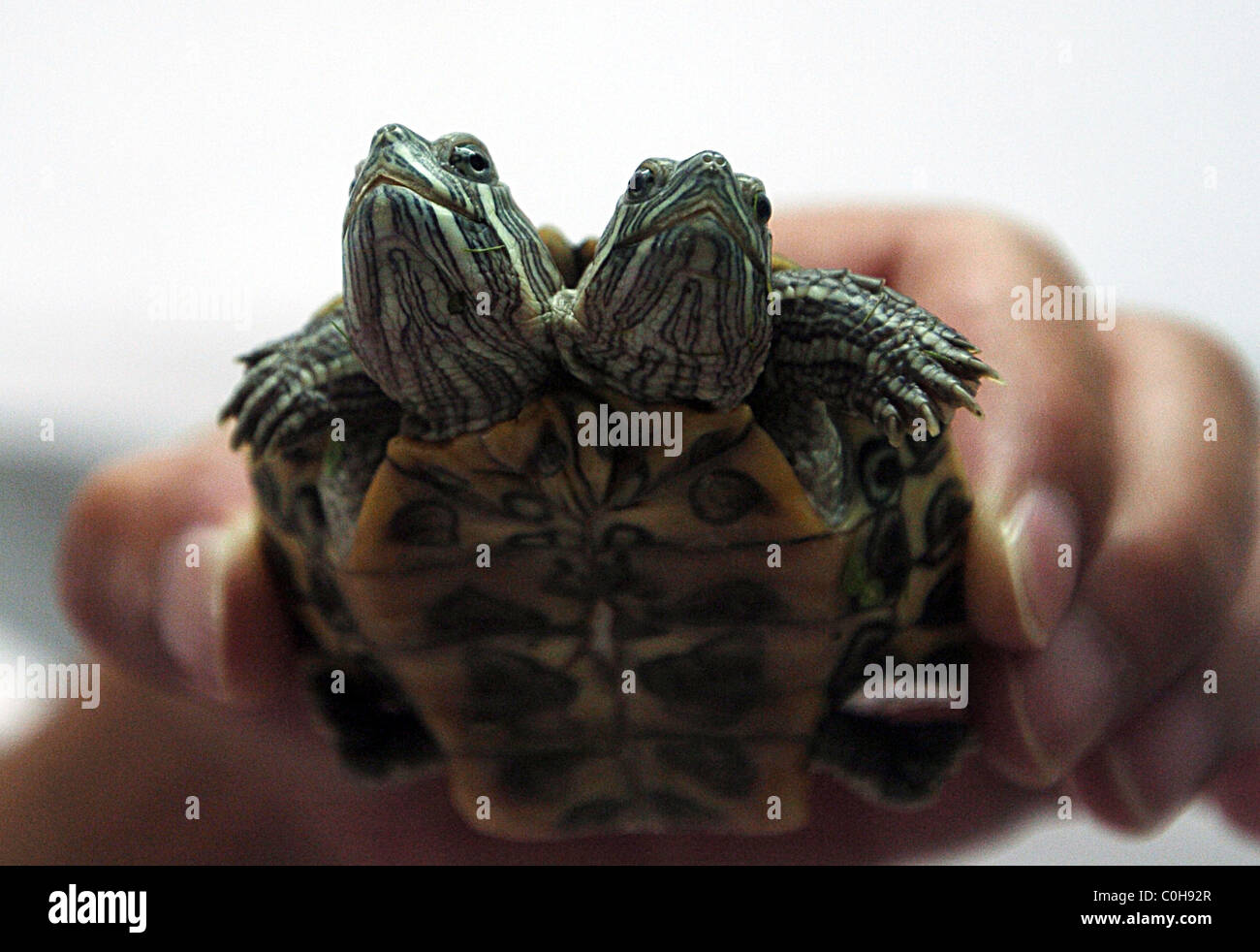 TWO HEADS ARE BETTER THAN ONE FOR TORTOISE Two-headed tortoises are a ...