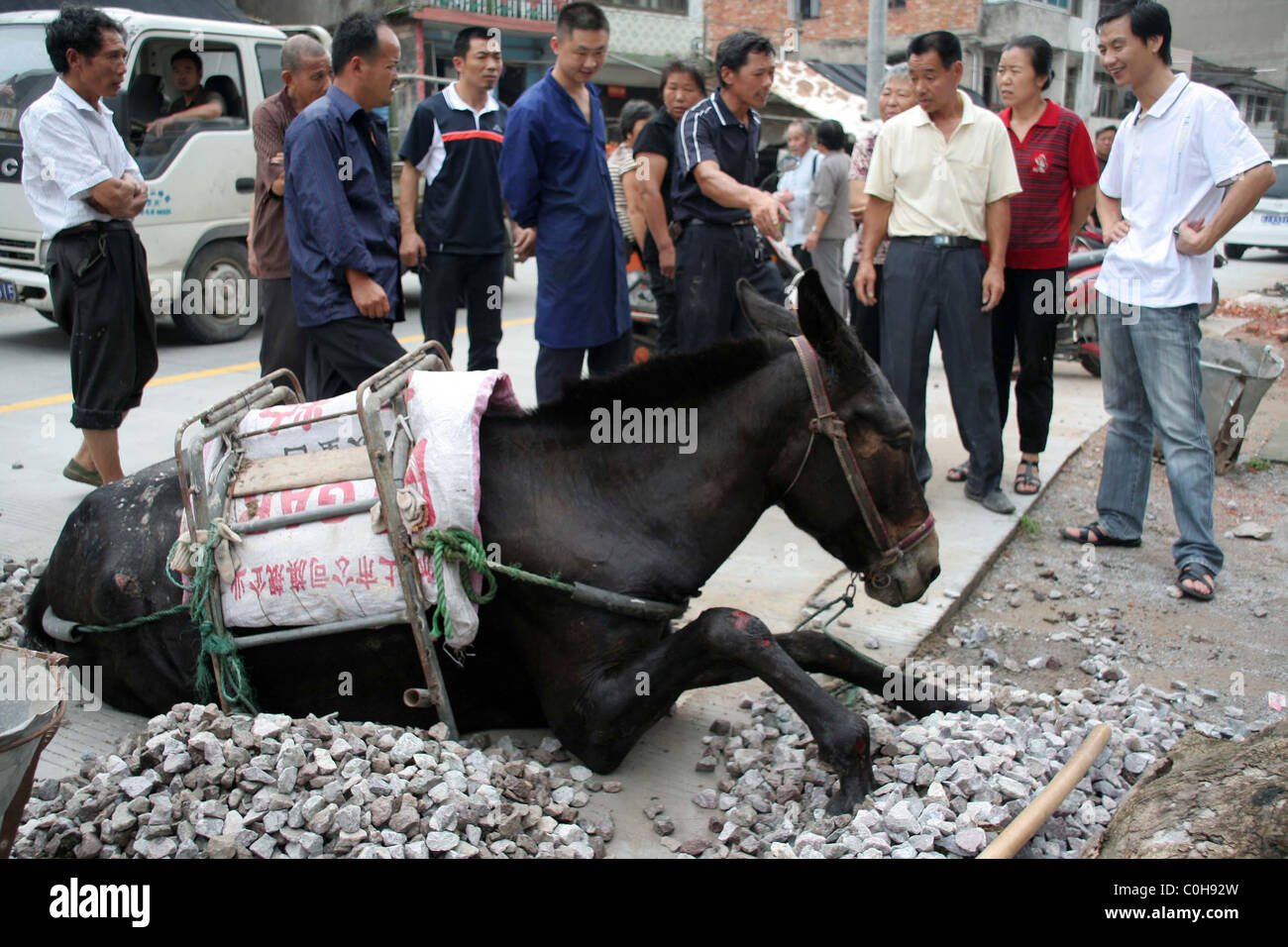 WEARY MULE COLLAPSES IN STREET Angry animal lovers shamed a ...