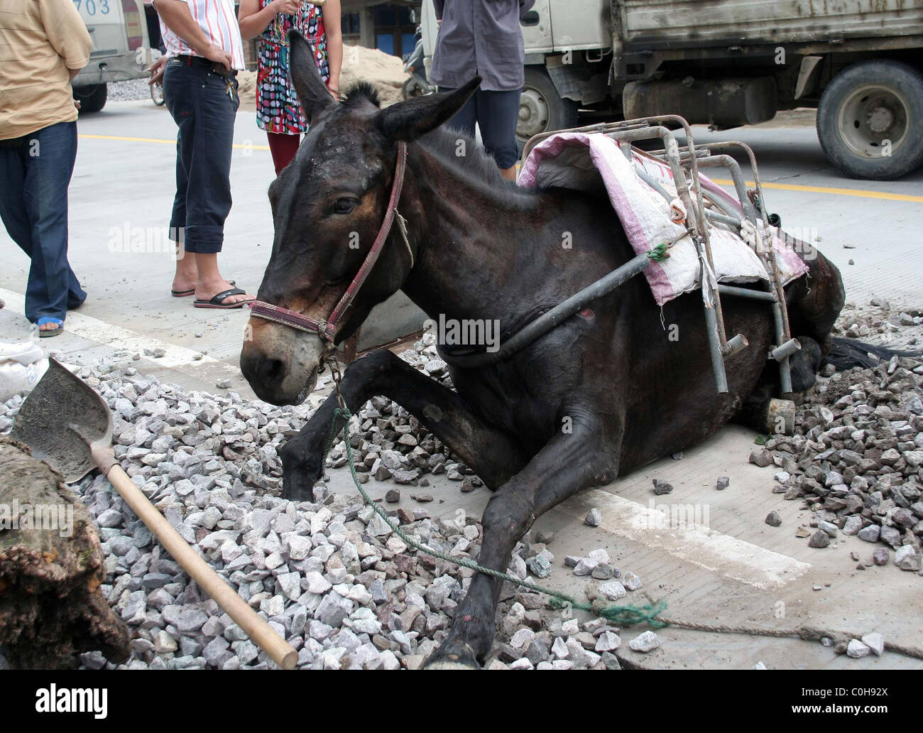 WEARY MULE COLLAPSES IN STREET Angry animal lovers shamed a ...