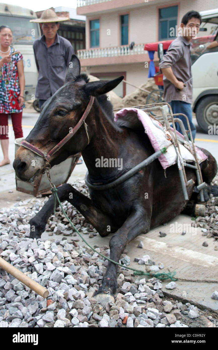WEARY MULE COLLAPSES IN STREET Angry animal lovers shamed a ...