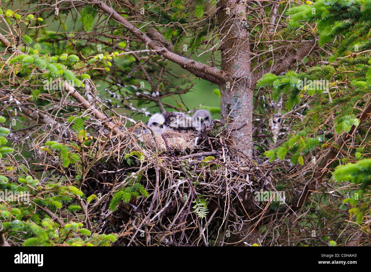 Buteo buteo common buzzard nest hi-res stock photography and images - Alamy