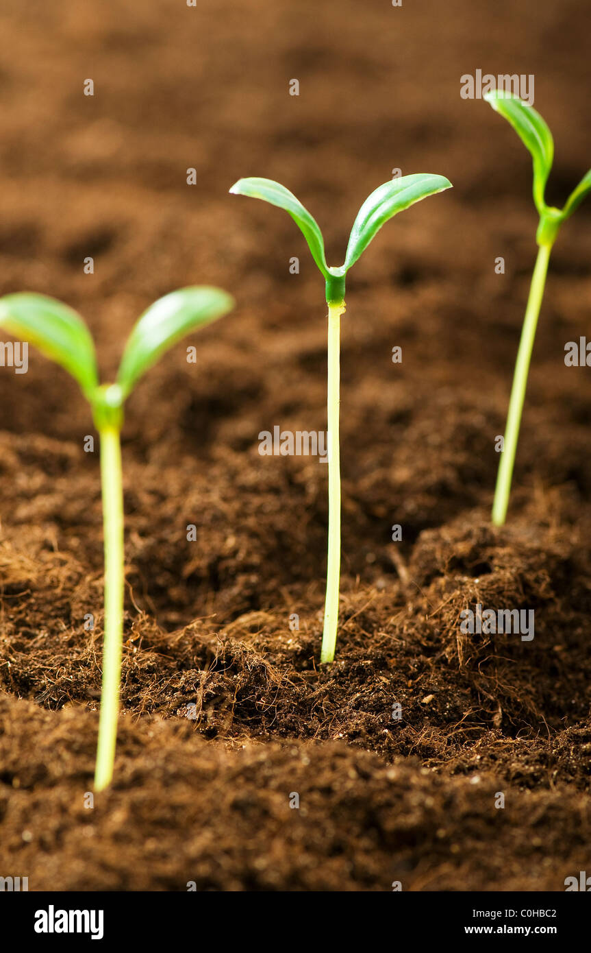 Green seedling illustrating concept of new life Stock Photo - Alamy