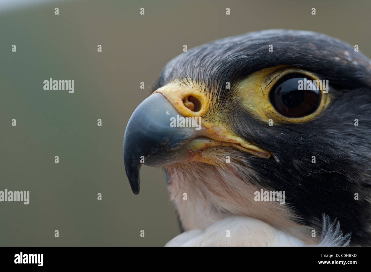 Peregrine falcon male hi-res stock photography and images - Alamy