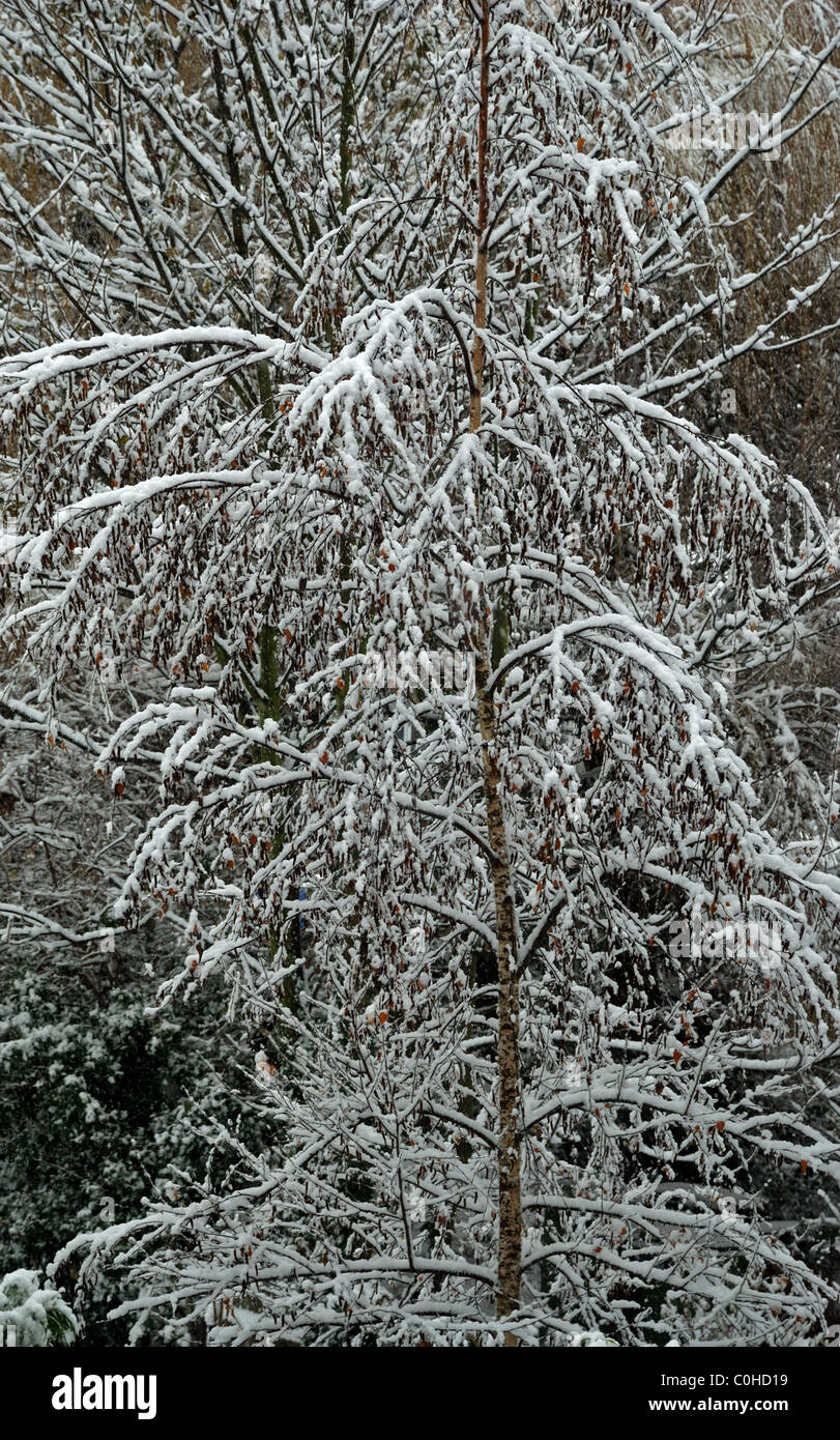 Trees covered in snow. London, UK, Europe Stock Photo - Alamy