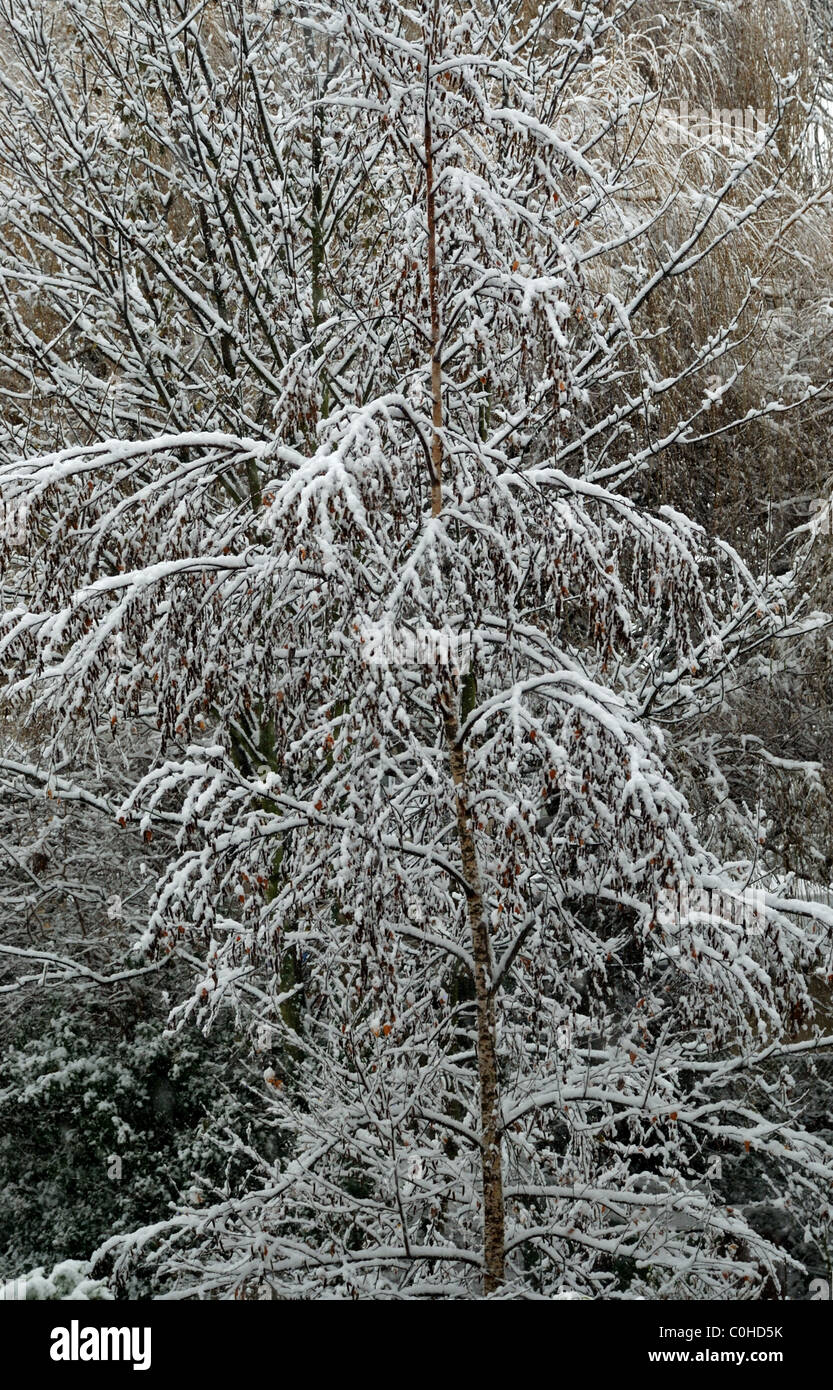 Trees covered in snow. London, UK, Europe Stock Photo - Alamy