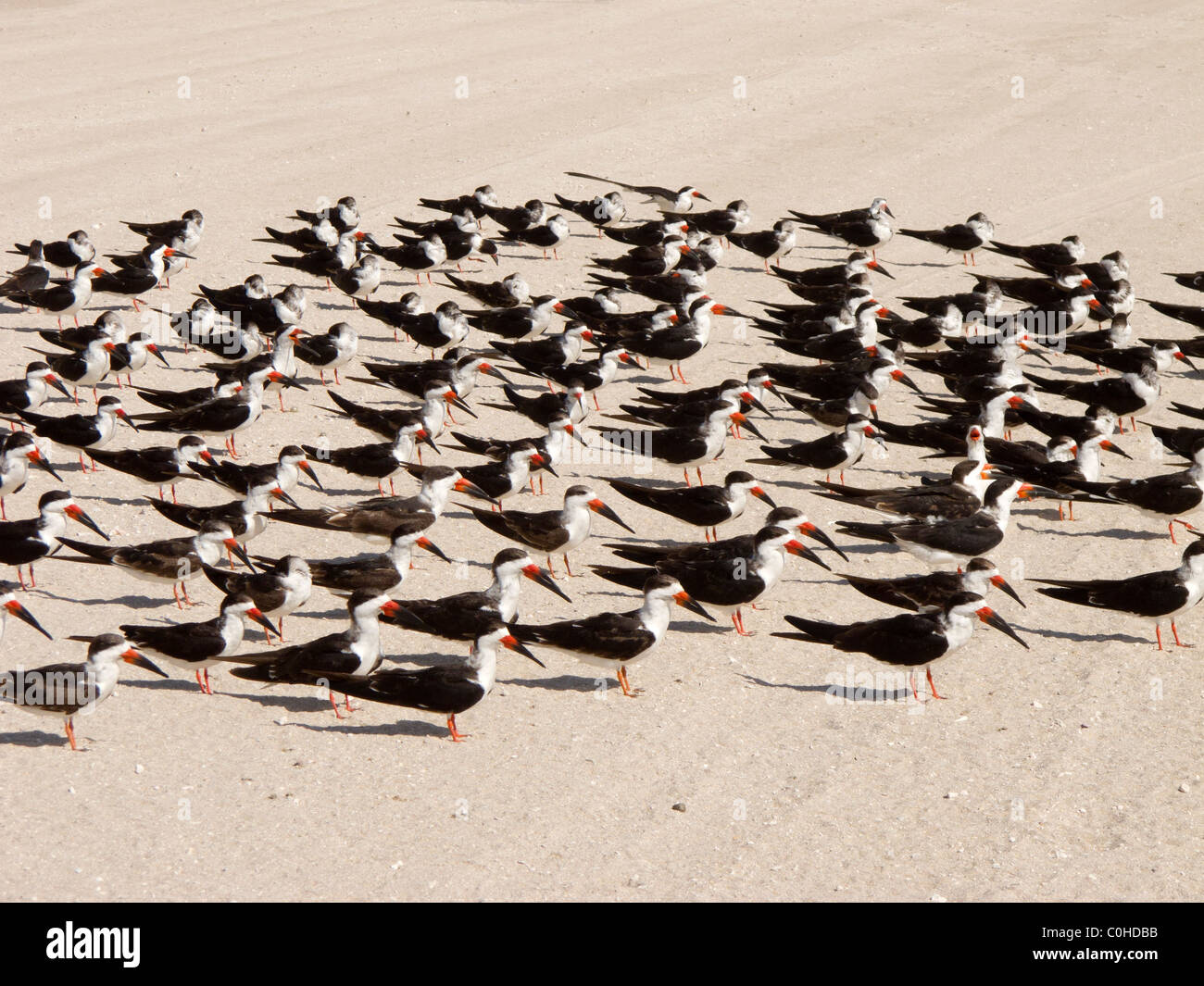 Flock of black skimmers on Pompano beach Florida USA Stock Photo - Alamy