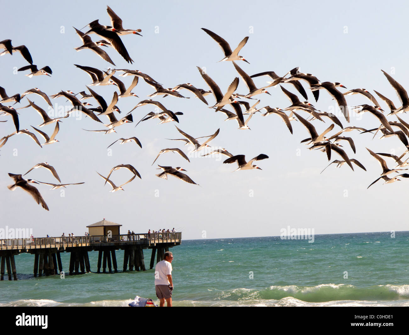 Flock of black skimmers on Pompano beach Florida USA Stock Photo - Alamy