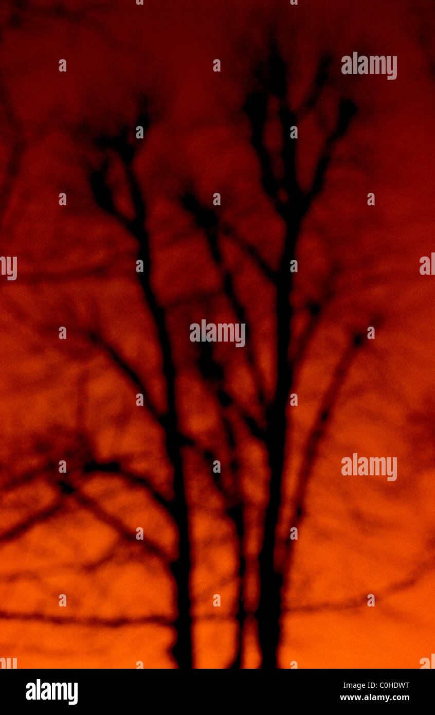 Tree silhouette shot with red filter hi-res stock photography and ...
