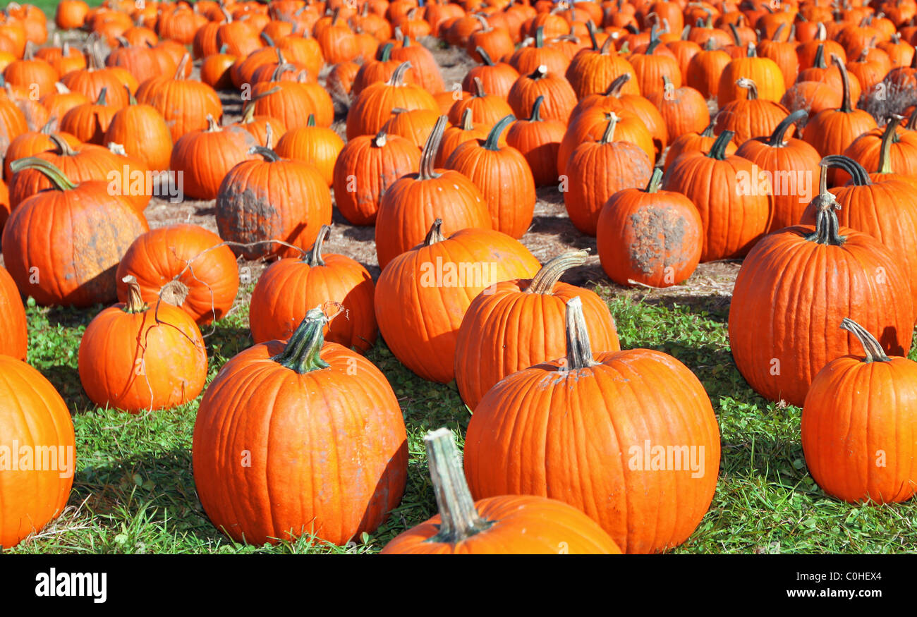 Many large pumpkins at a farm in the fall Stock Photo - Alamy