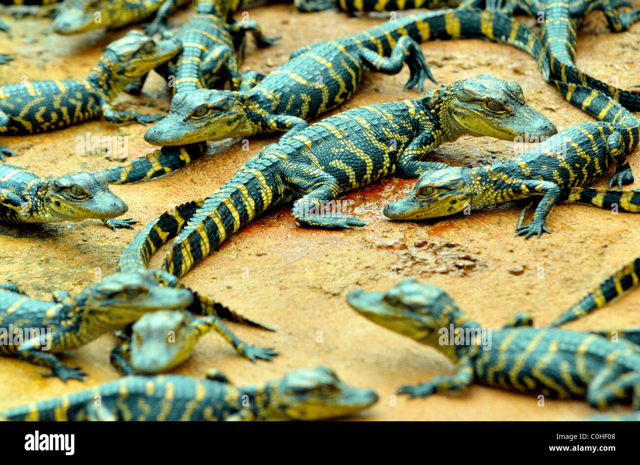 Baby alligators hi-res stock photography and images - Alamy