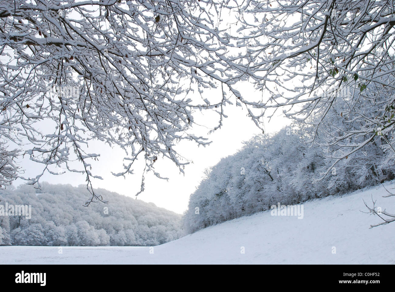 a snow scene of trees and valley, devon UK Stock Photo - Alamy