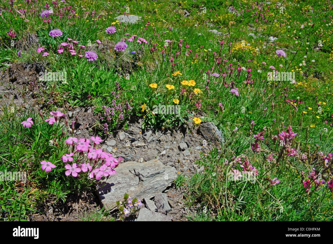 Alpine meadow wild flowers Stock Photo - Alamy