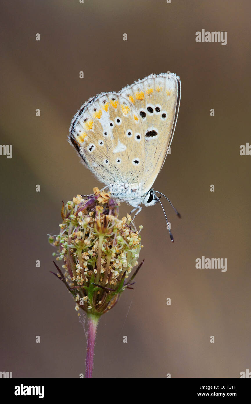 Turquoise blue butterfly hi-res stock photography and images - Alamy