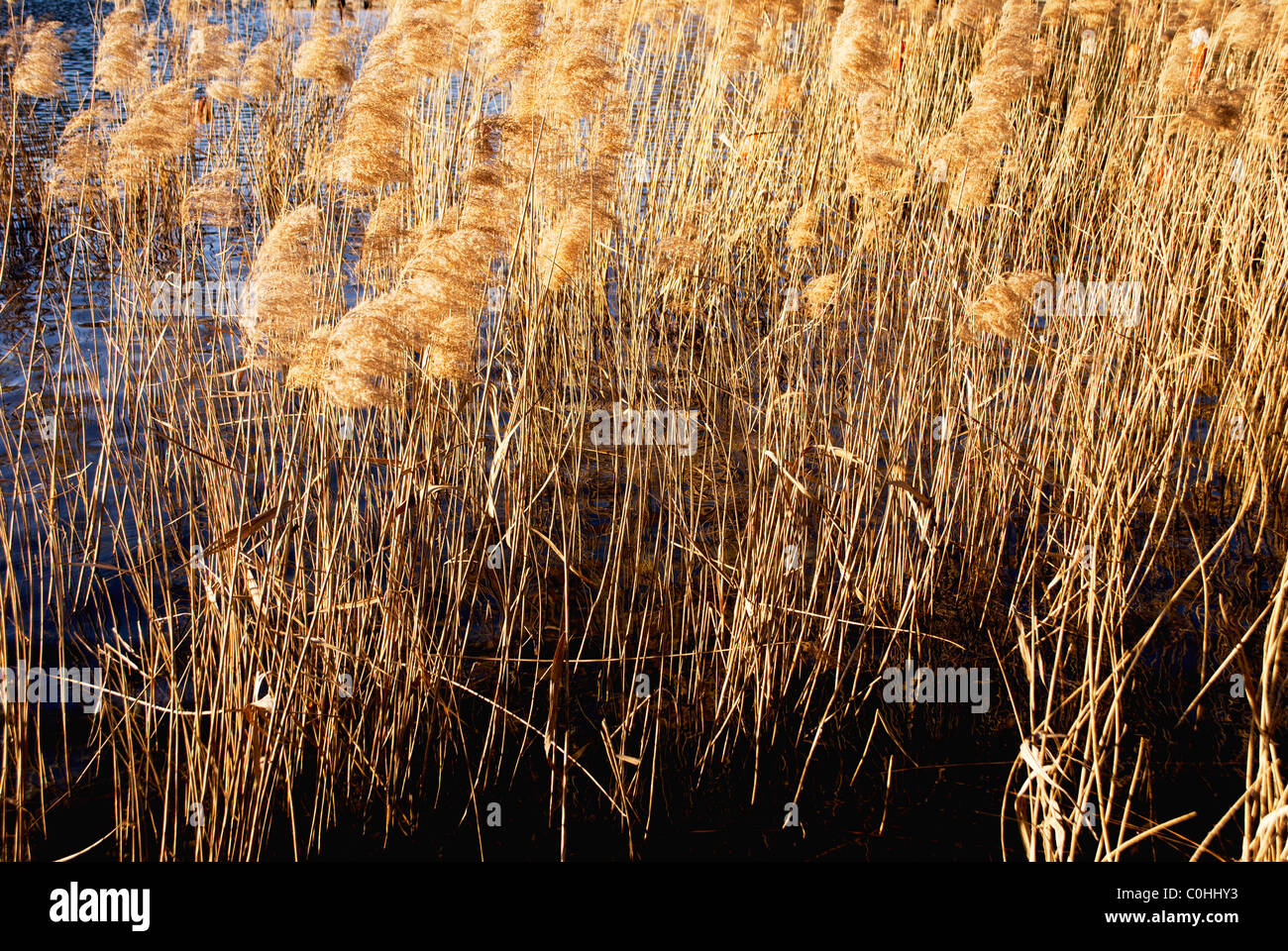 romantic mountain lake with blue sky and reeds Stock Photo - Alamy