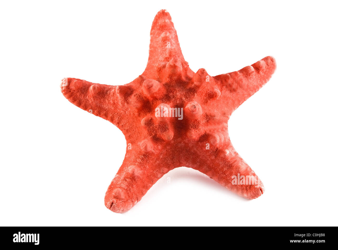 starfish is isolated on a white background Stock Photo - Alamy