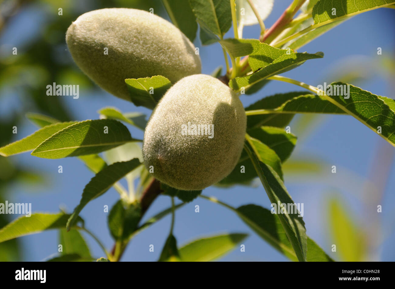 Edible nuts growing hi-res stock photography and images - Alamy