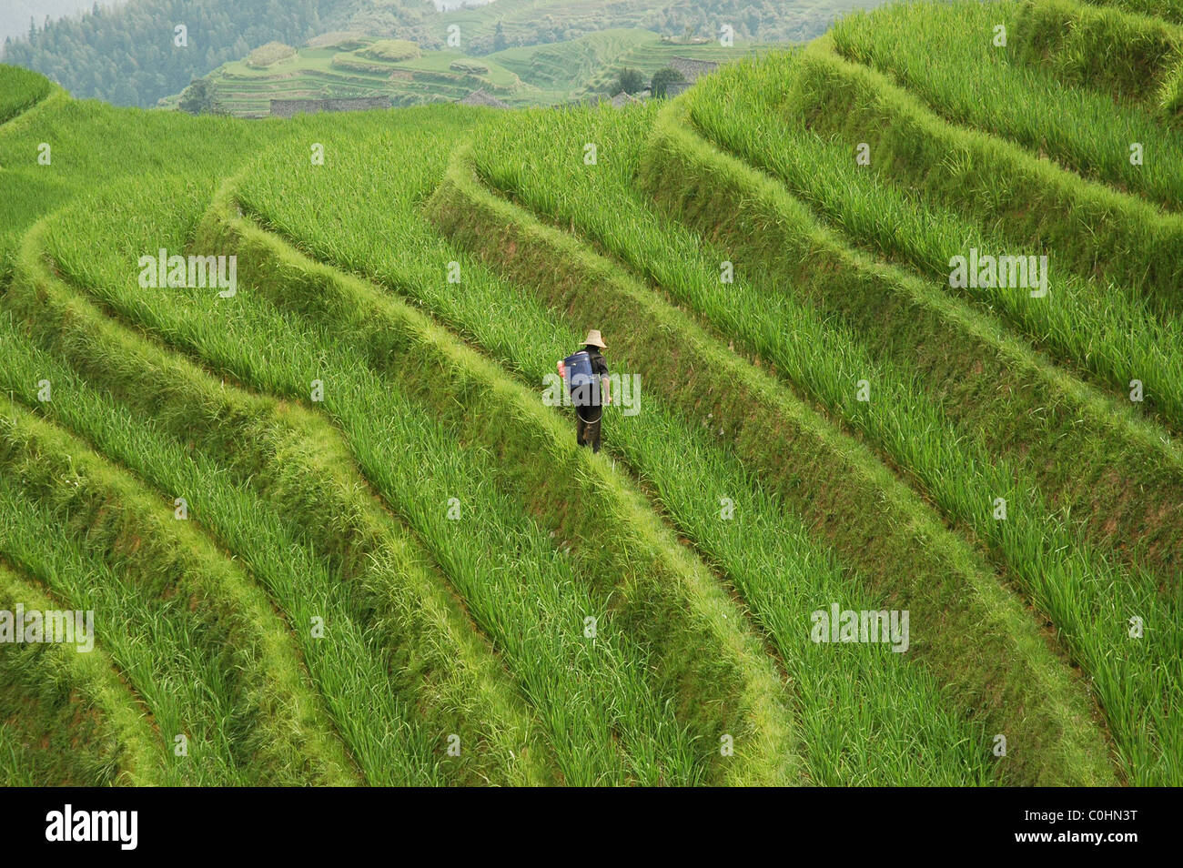 Indigenous worker spraying chemicals on the famous rice terraces at ...