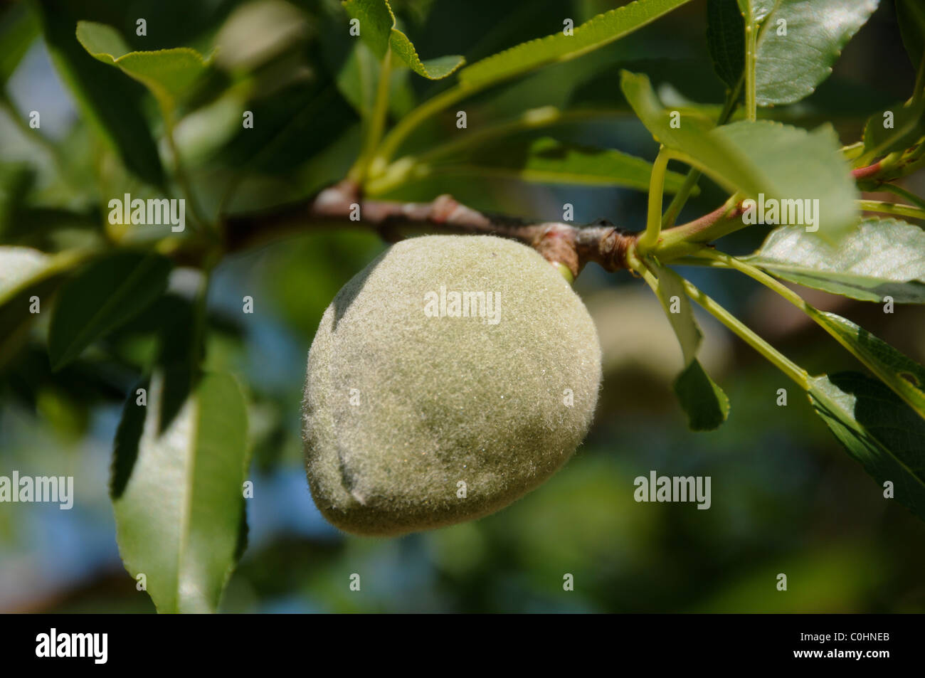 Almond Growing on Tree Branch Stock Photo - Alamy
