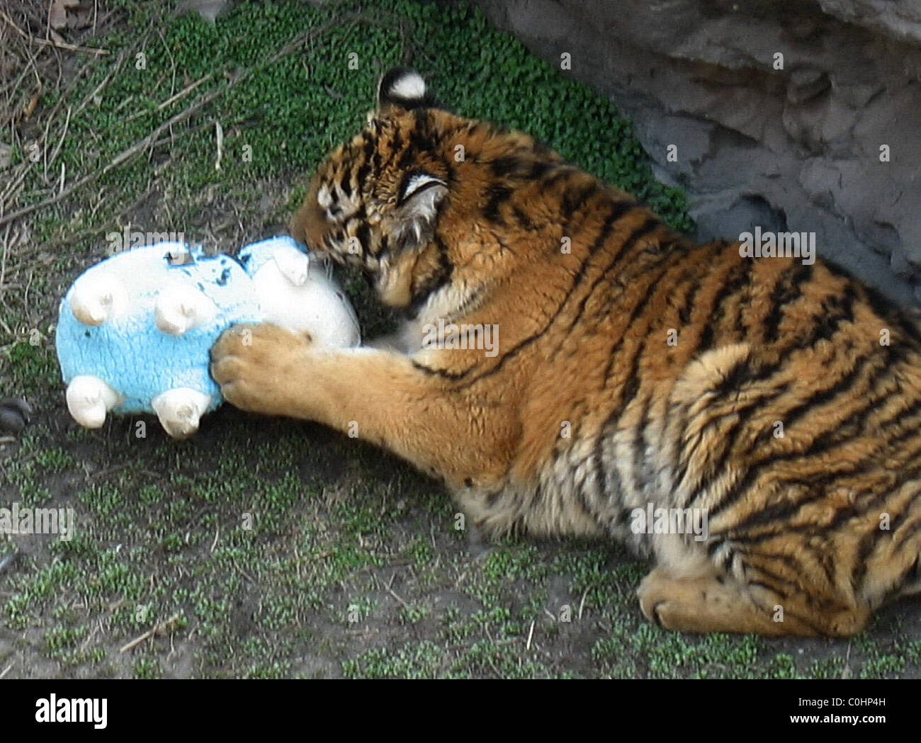 LEARNING TO HUNT Tigers need playtime to learn and grow, just like ...