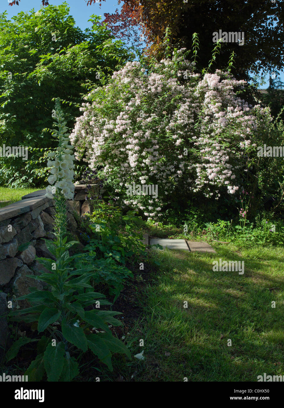 FLOWERING SHRUB "dipelta floribunda" IN GARDEN IN SUMMER ENGLAND UK ...