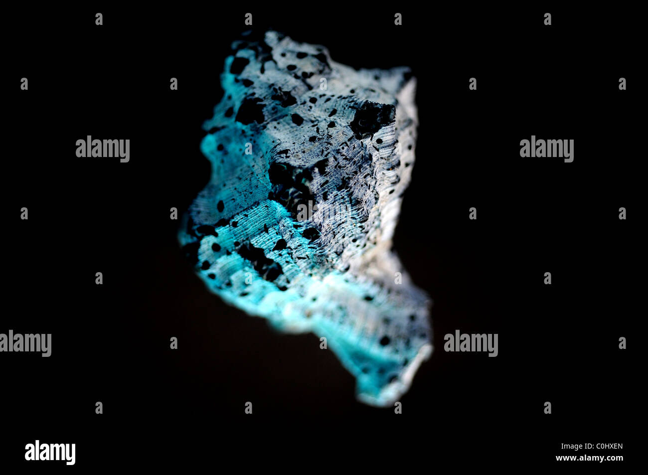 Organism hi-res stock photography and images - Alamy