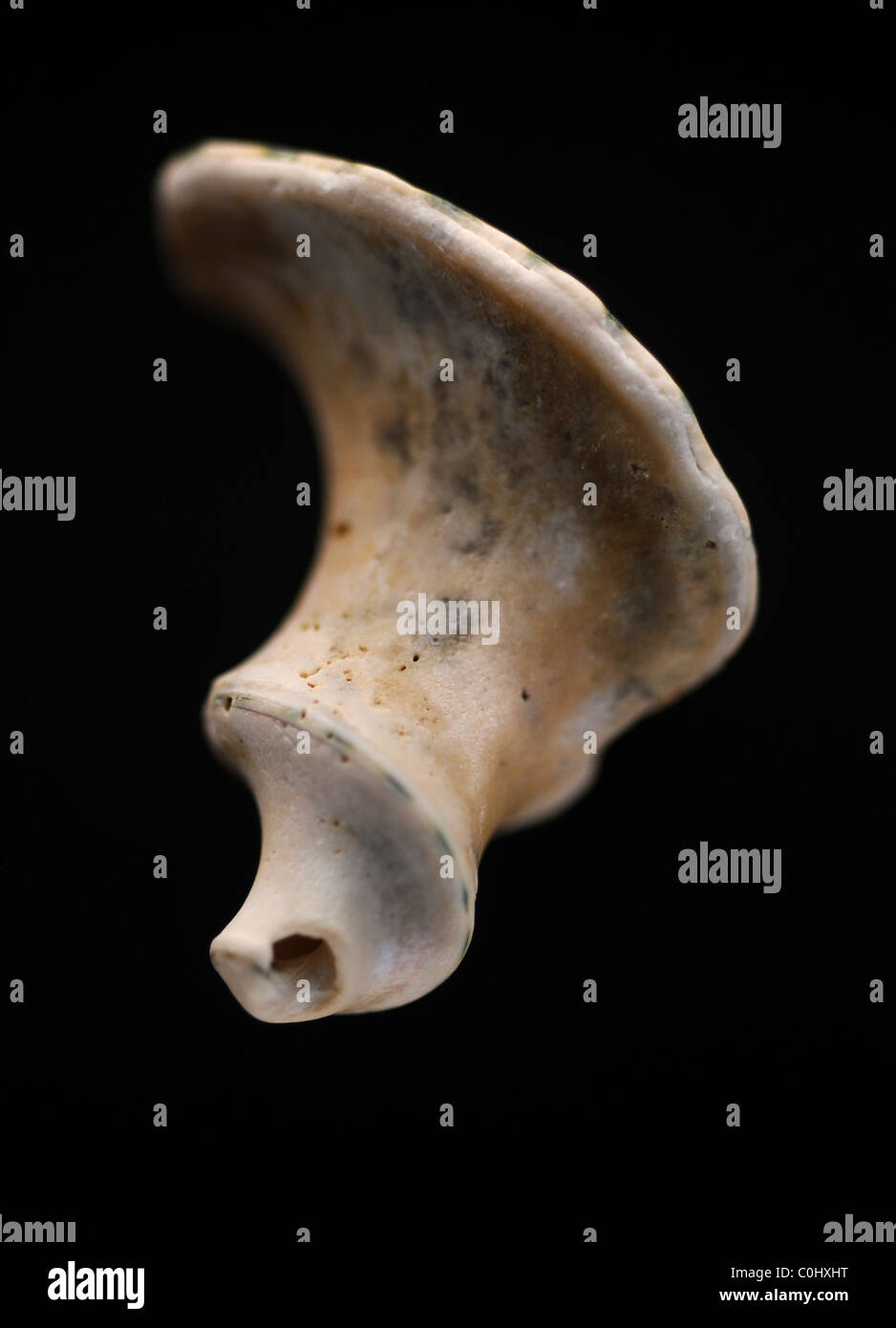 Sea shell close up marine organism hi-res stock photography and images ...