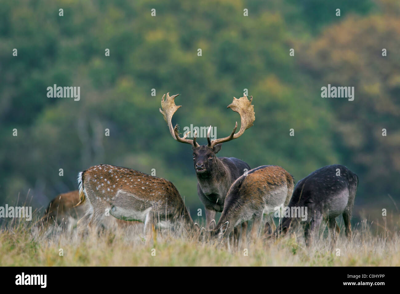 Fallow deer (Dama dama / Cervus dama) buck guarding does during the ...