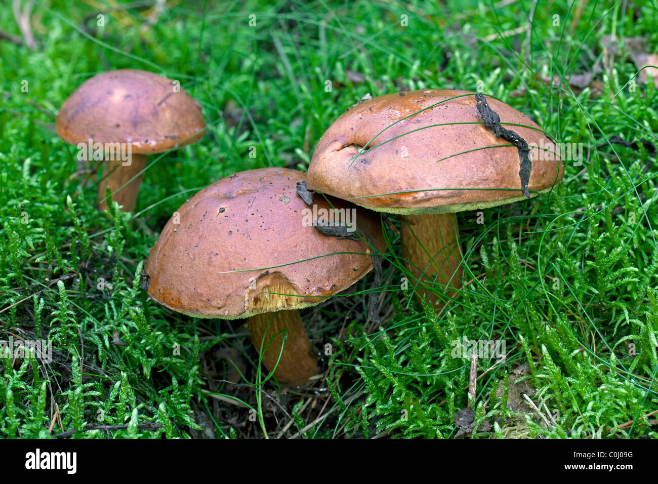 Bay boletes (Boletus badius / Xerocomus badius) in autumn forest Stock ...
