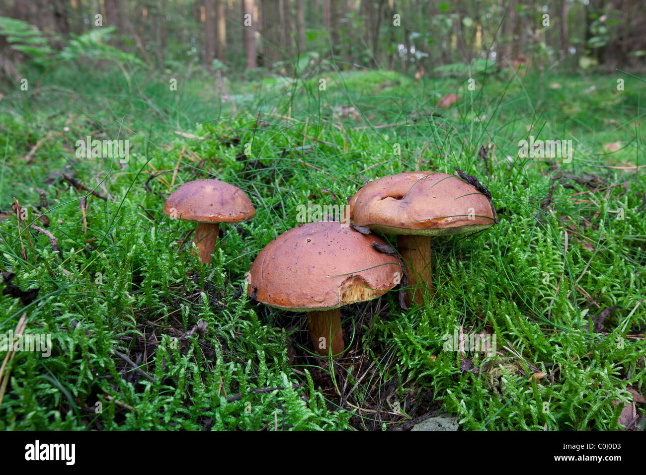 Xerocomus badius hi-res stock photography and images - Alamy