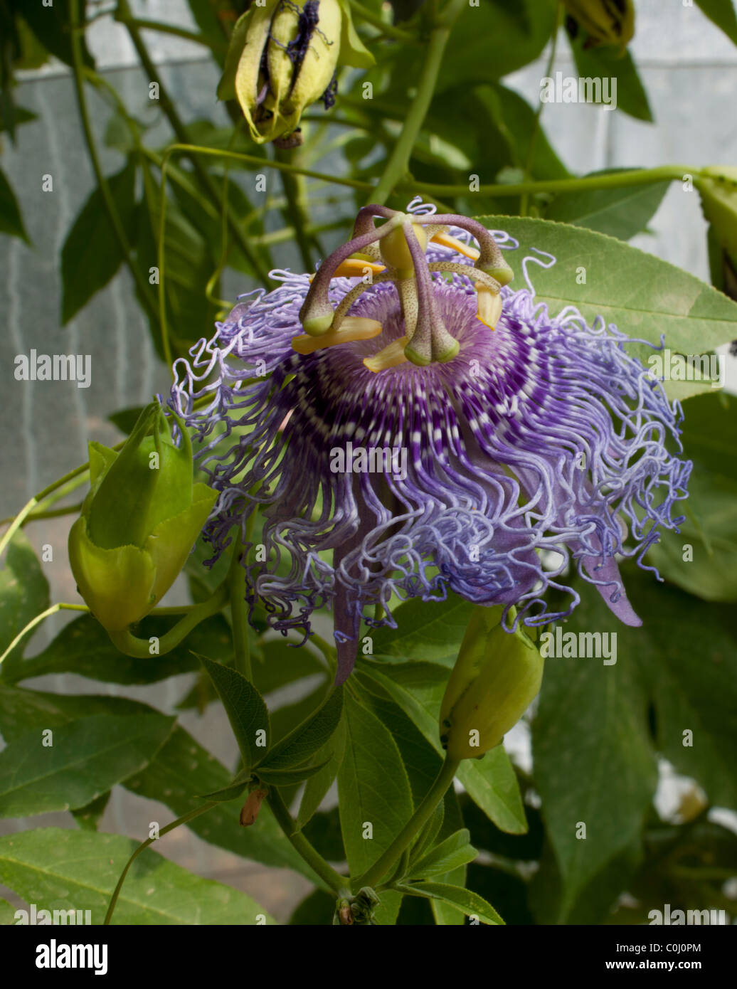 purple passiflora passionflower Stock Photo - Alamy