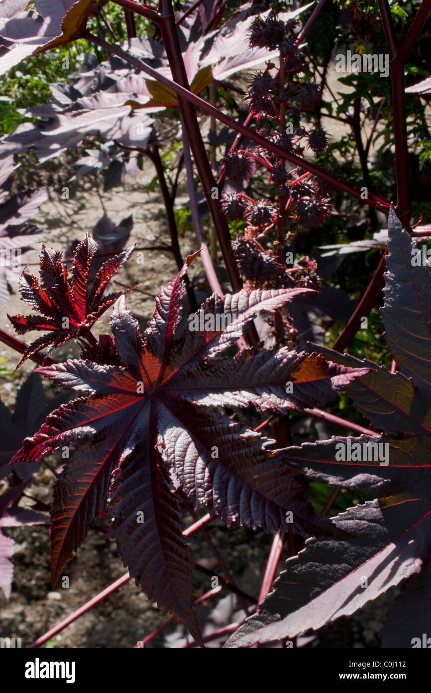 Red spiky plants hi-res stock photography and images - Alamy