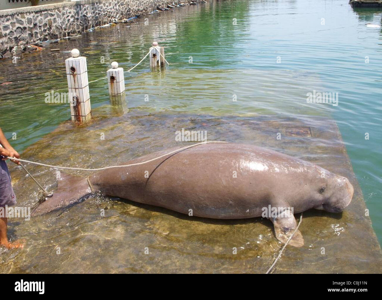 Dead find hi-res stock photography and images - Alamy