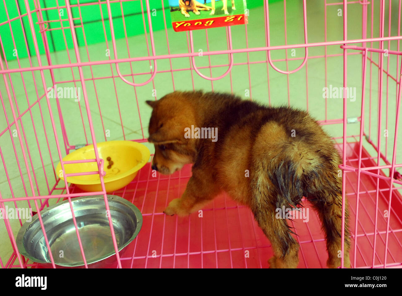 How Do You Treat A Cut On A Dogs Tail