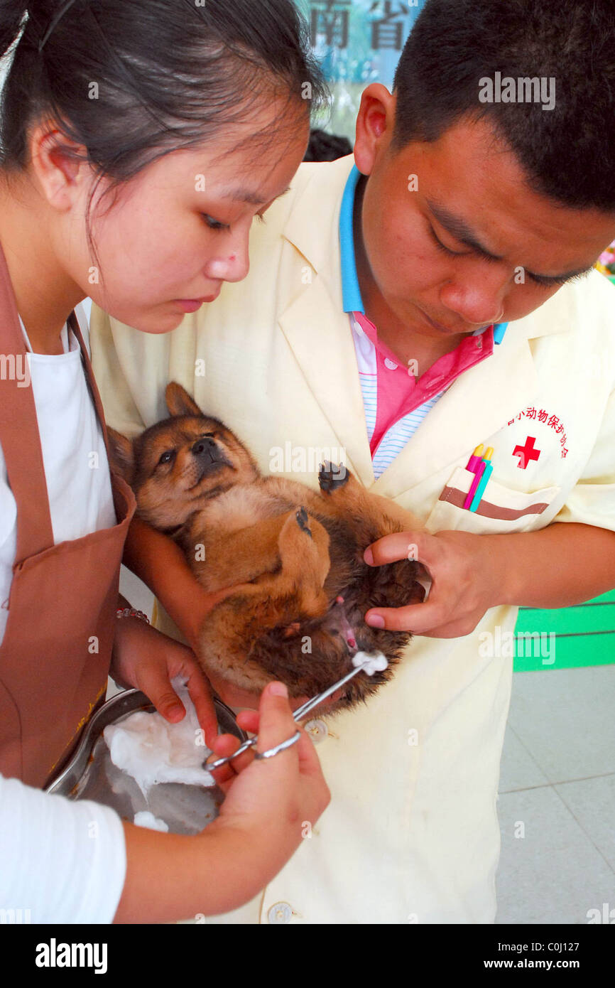 How Do You Treat A Cut On A Dogs Tail