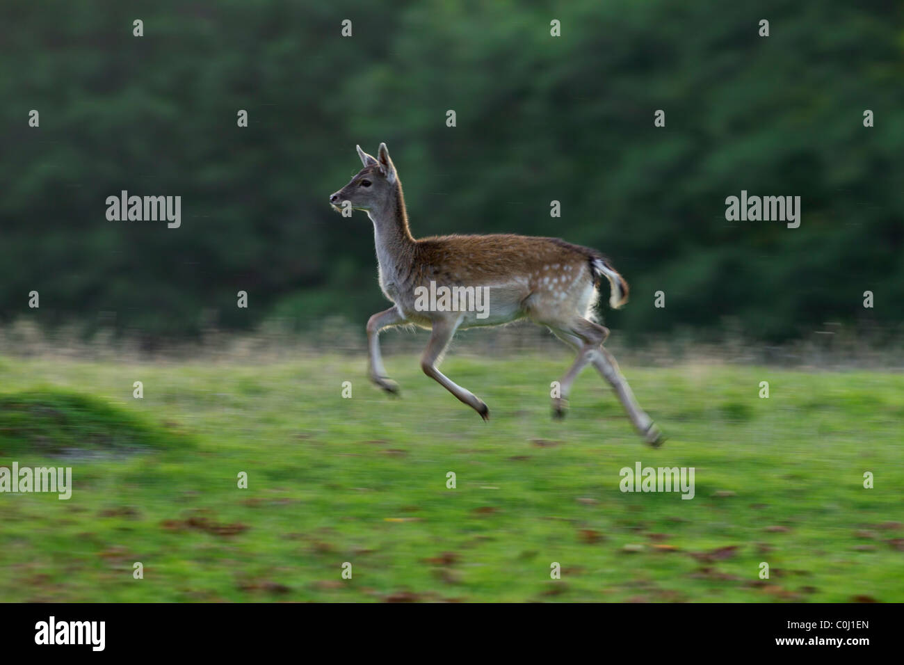 Fallow deer (Dama dama / Cervus dama) doe running in grassland in the ...