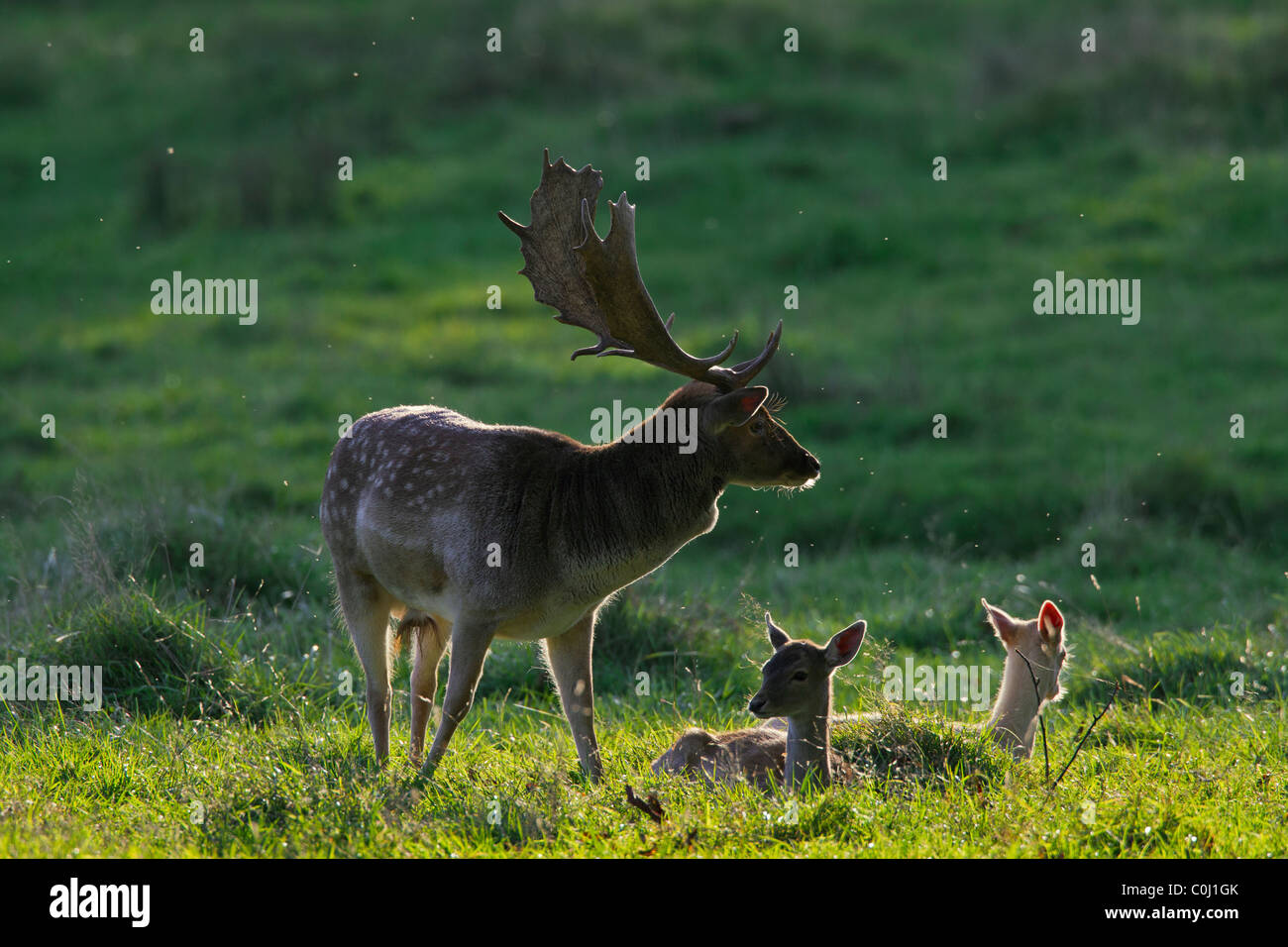 Fallow deer (Dama dama / Cervus dama) buck guarding does during the ...