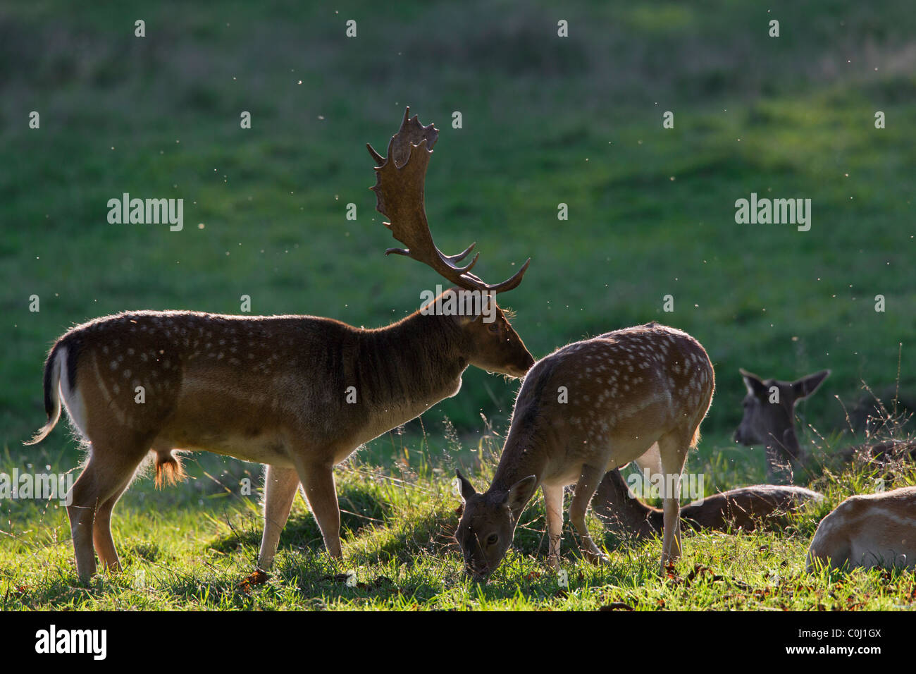 Fallow deer (Dama dama / Cervus dama) buck guarding does during the ...